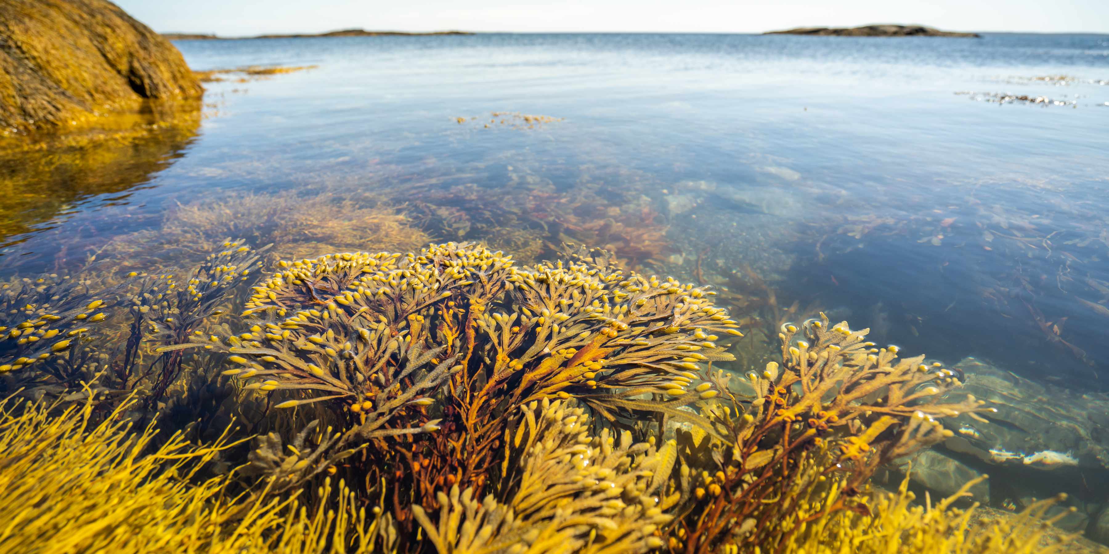 The history of fucoidan | A global summary | Marinova